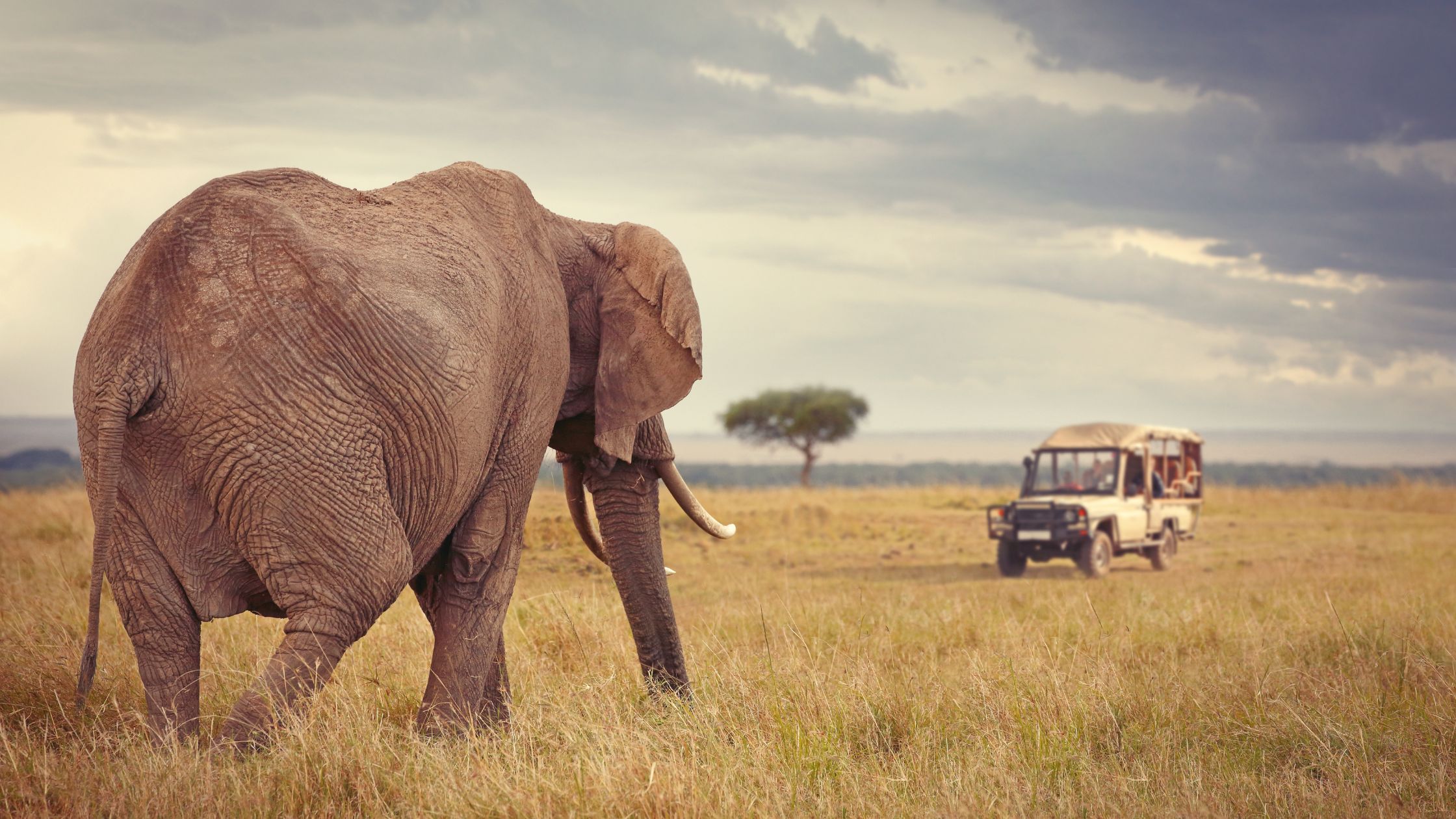 Wildlife Safari Road Trip: Encountering Unique Animals and Nature ...